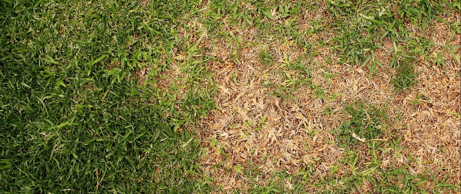 Too Much Fertilizer Can Be a Bad Thing - Don’t Overfertilize Your Lawn ...