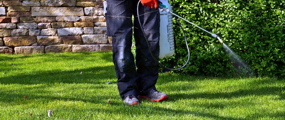 Things You Can Do to Help Prevent Fleas & Ticks From Infesting Your ...