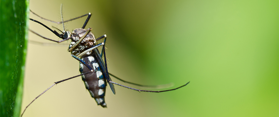 3 Signs Your Lawn is Battling an Insect Infestation | Lehigh Valley Lawn